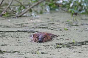 Indiana Nature Notes for June | The Nature Conservancy