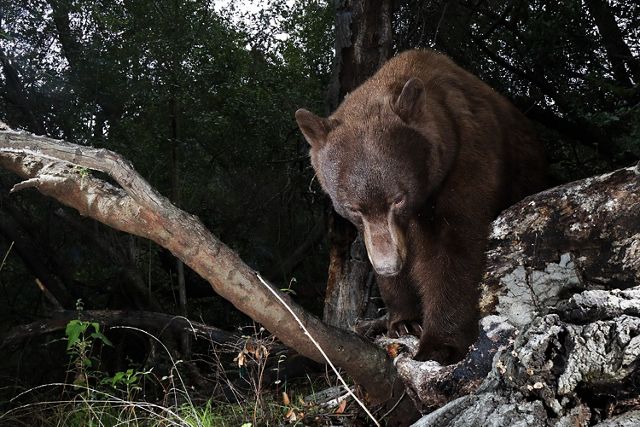 Live Wildlife Cameras and Trail Cams | The Nature Conservancy
