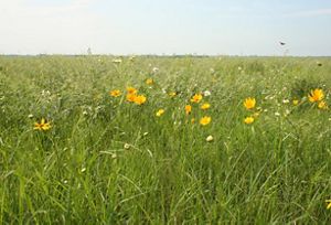Anderson County Prairies | The Nature Conservancy in Kansas