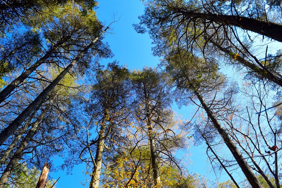 Rare Species in Delaware | Conservation Success Stories