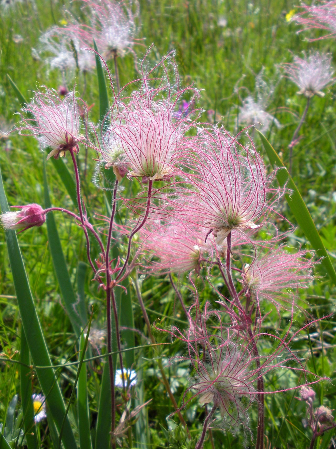 Hart Prairie Preserve | The Nature Conservancy
