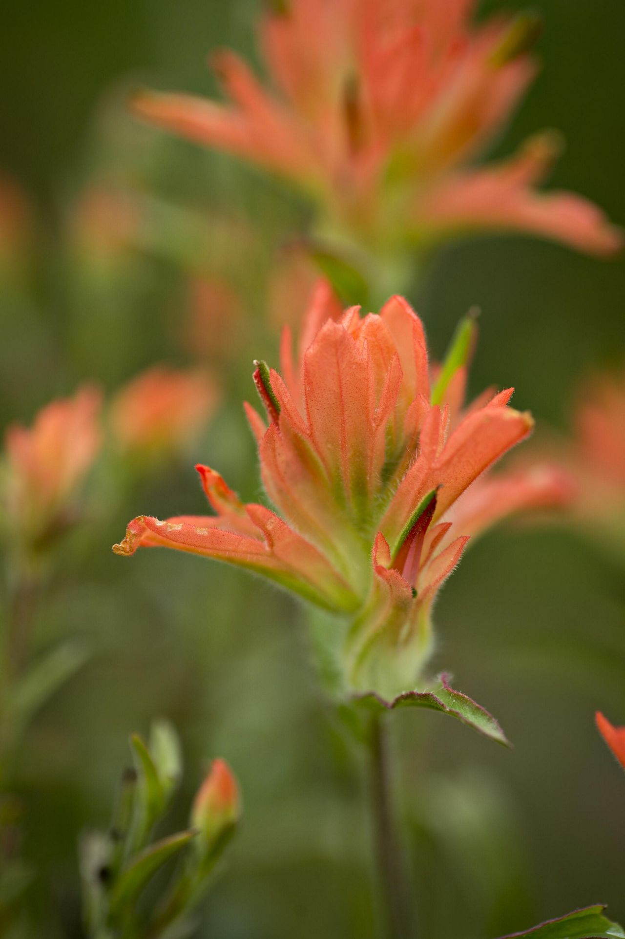 Hart Prairie Preserve | The Nature Conservancy