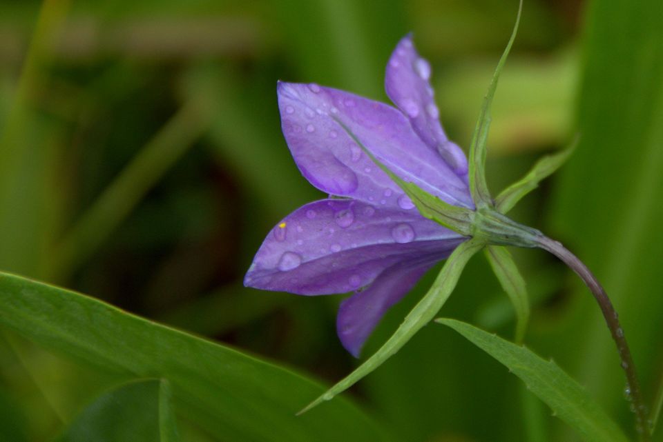 Hart Prairie Preserve | The Nature Conservancy