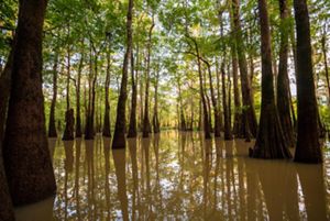 The Nature Conservancy in Alabama