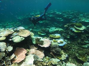 Great Barrier Reef pollution