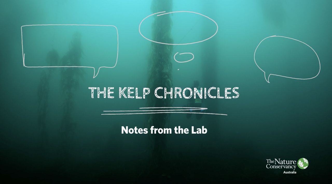 The Tasmanian Giant Kelp Restoration Project