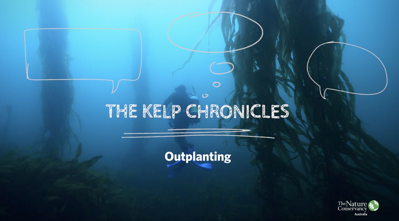 The Tasmanian Giant Kelp Restoration Project