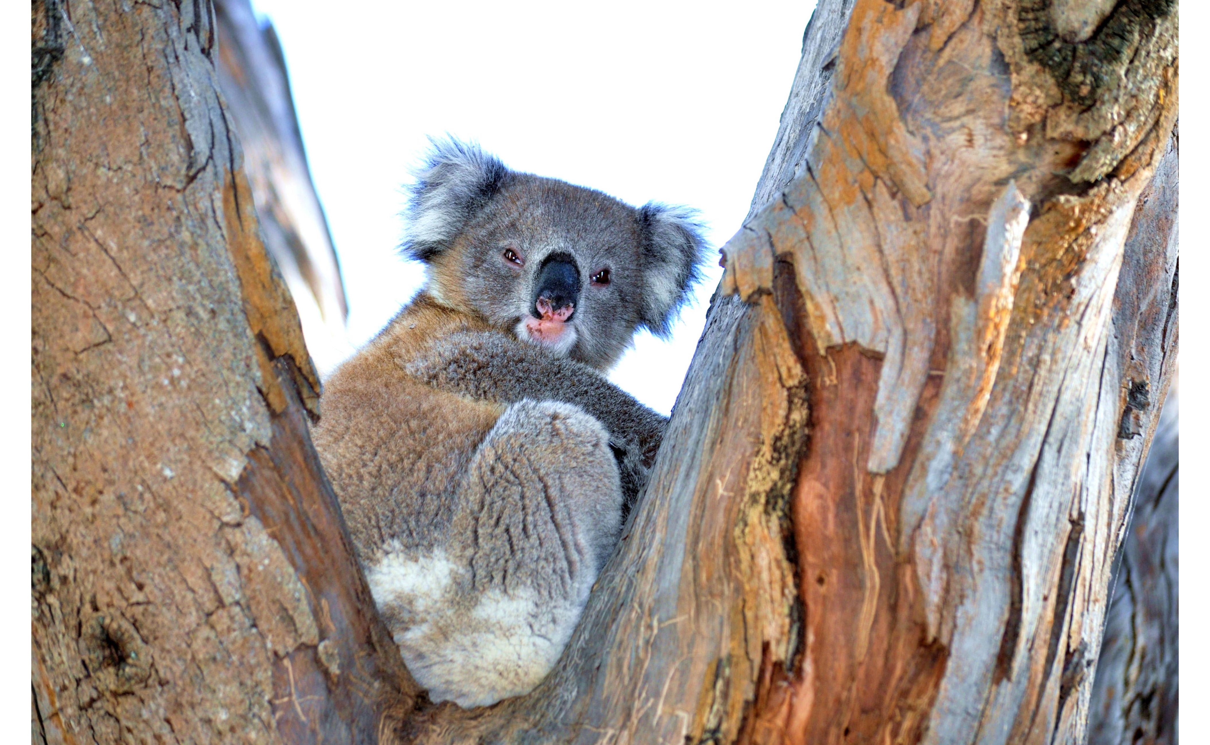 EPBC Act Review 2020 | The Nature Conservancy Australia