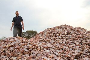 Shuck Don't Chuck: shell recycling project