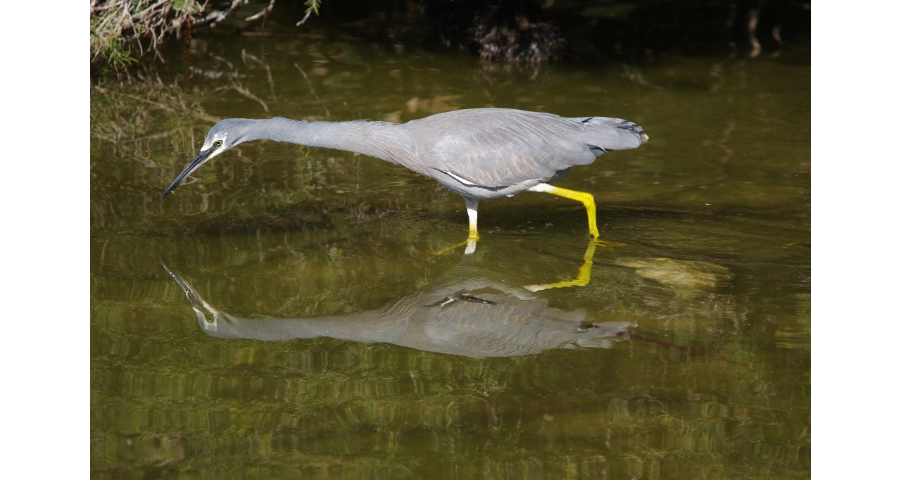 Creating a sustainable Murray-Darling
