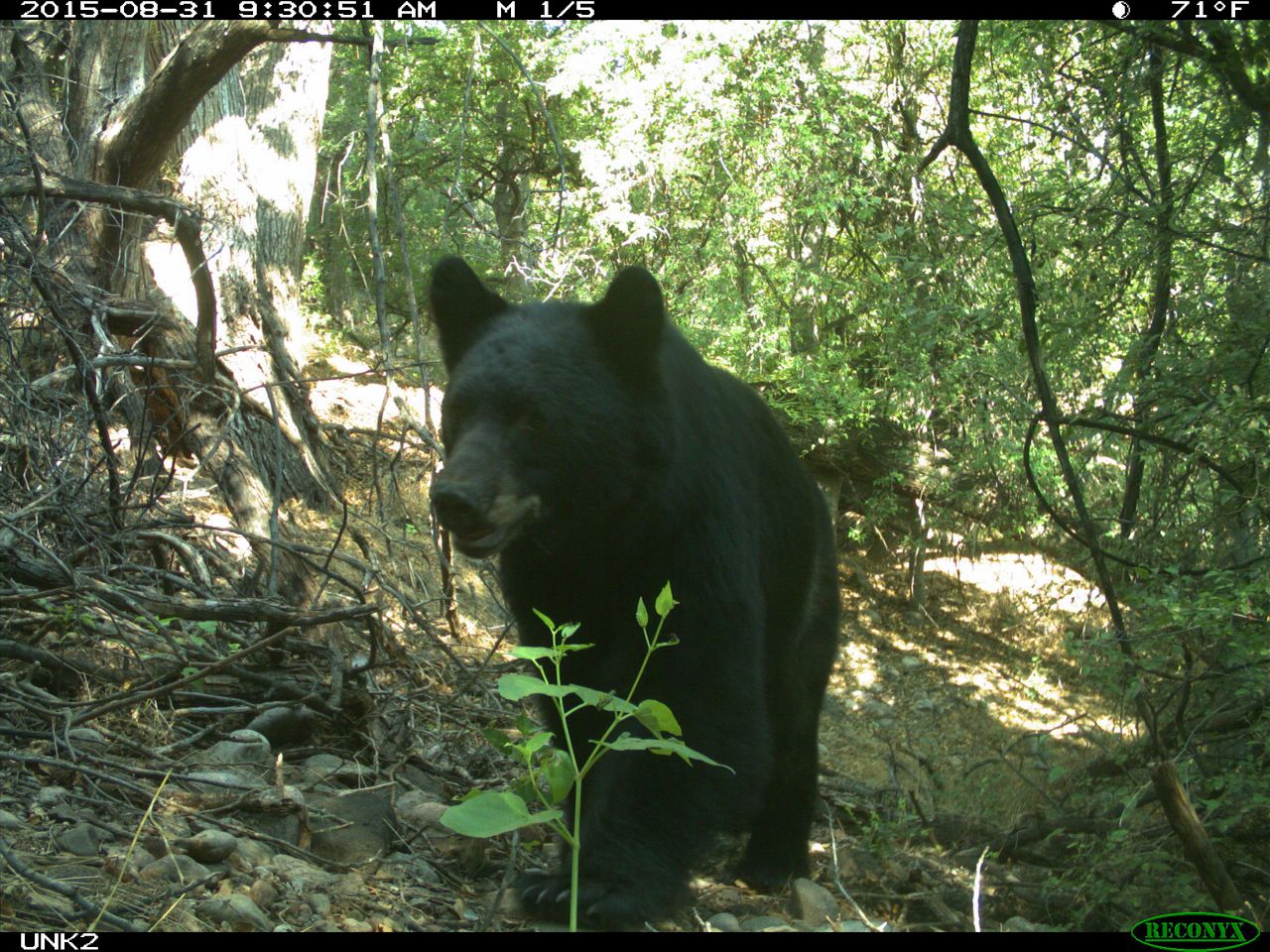 Live Wildlife Cameras and Trail Cams | The Nature Conservancy