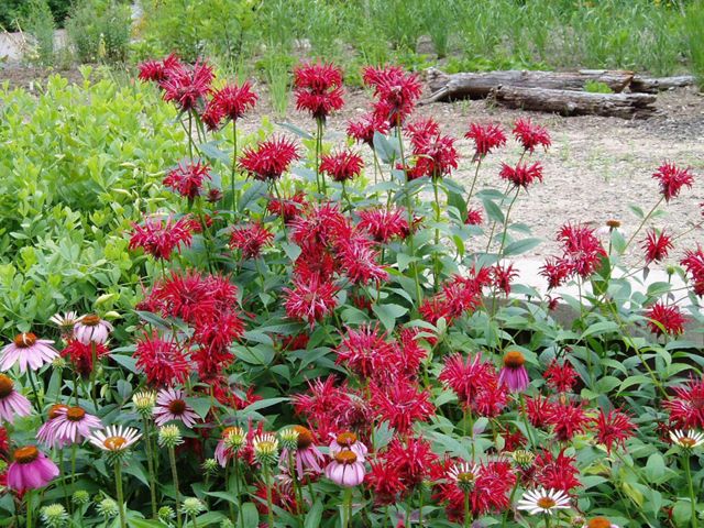 Arlington Native Plant Garden | The Nature Conservancy