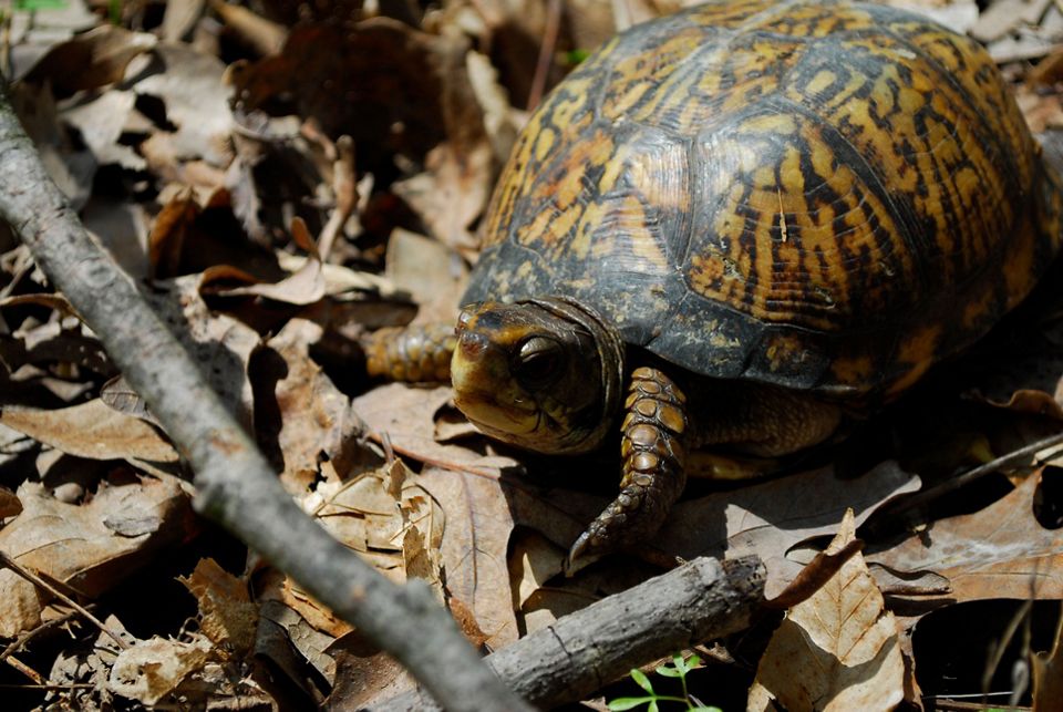Big Walnut Nature Preserve | The Nature Conservancy in Indiana