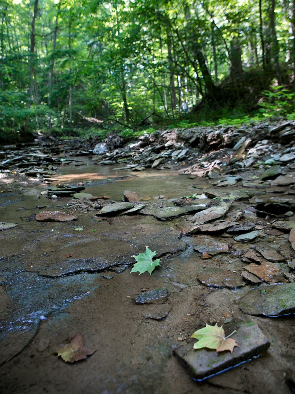 Big Walnut Nature Preserve | The Nature Conservancy in Indiana