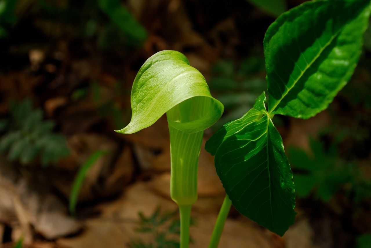 Big Walnut Nature Preserve | The Nature Conservancy in Indiana