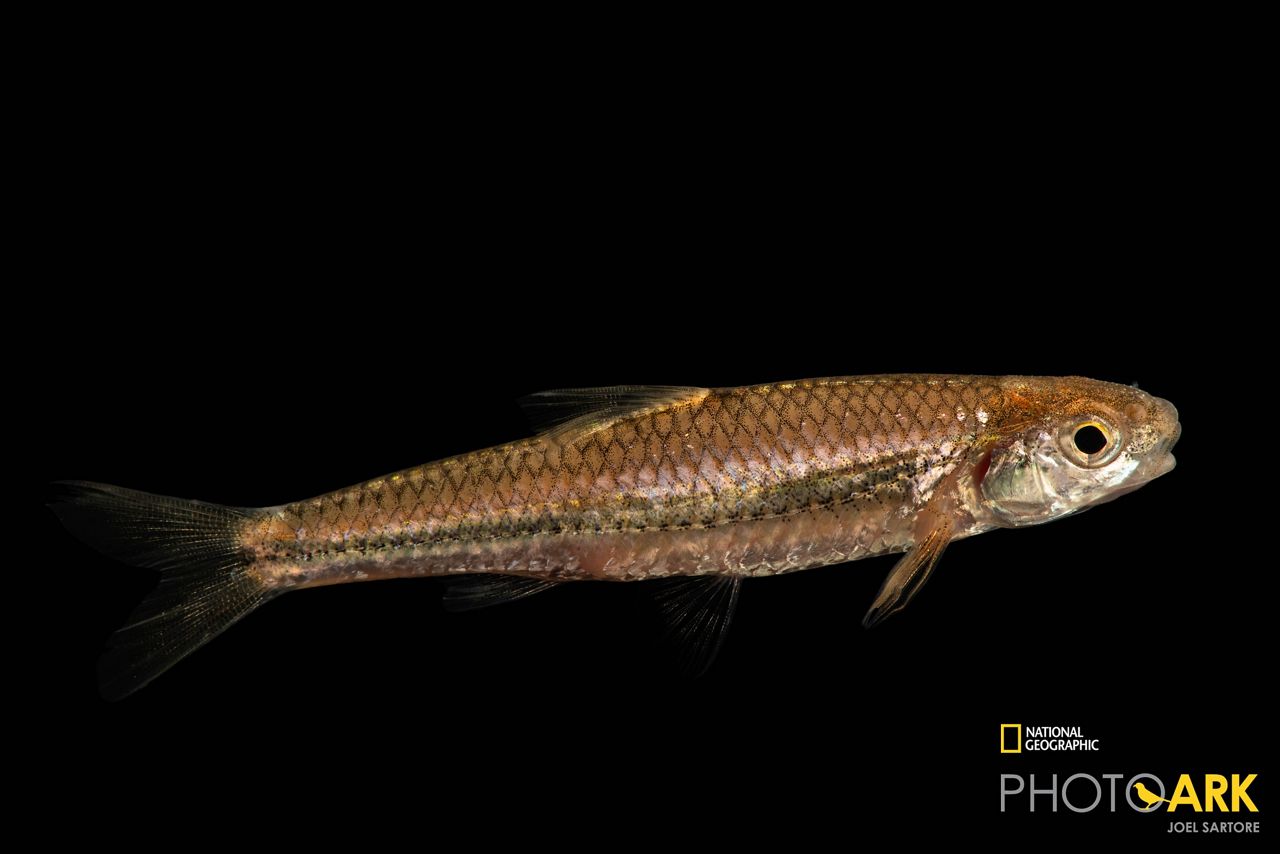 Pontotoc Ridge Preserve