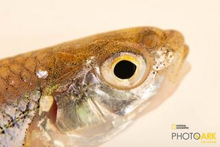 Pontotoc Ridge Preserve