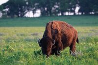 American Bison or Buffalo: Facts & Where to See Them