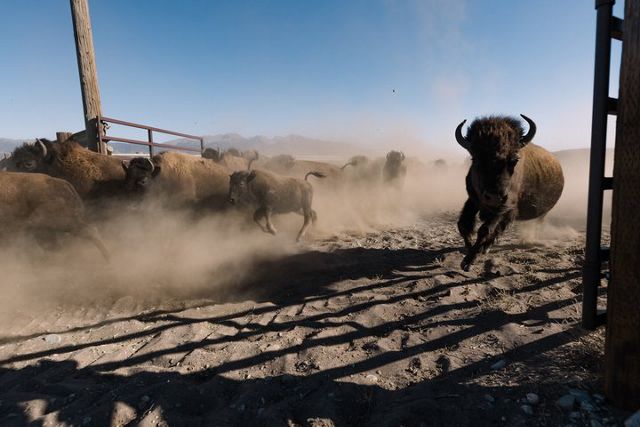 Bison at Zapata Ranch | The Nature Conservancy in Colorado
