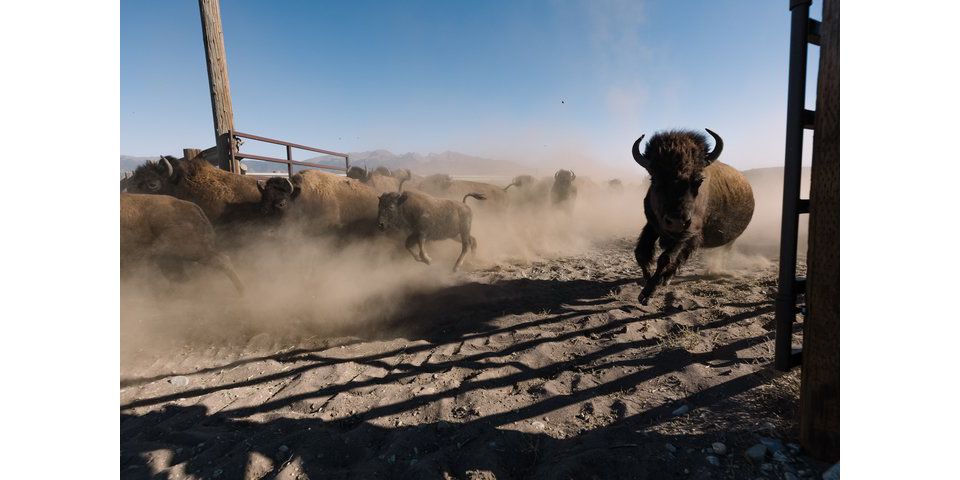 Bison at Zapata Ranch | The Nature Conservancy in Colorado