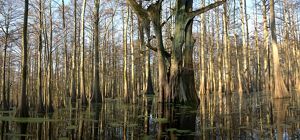 The Nature Conservancy in Arkansas