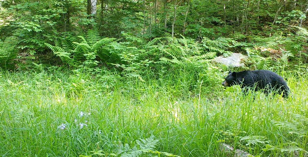 Wilderness Lakes Reserve | The Nature Conservancy in Michigan