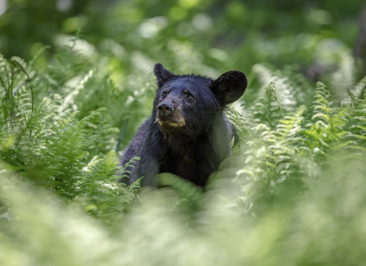 Sustainable Forestry in Ohio | The Nature Conservancy
