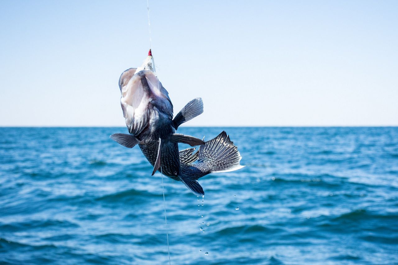 TNC Takes on Saving Discarded Fish