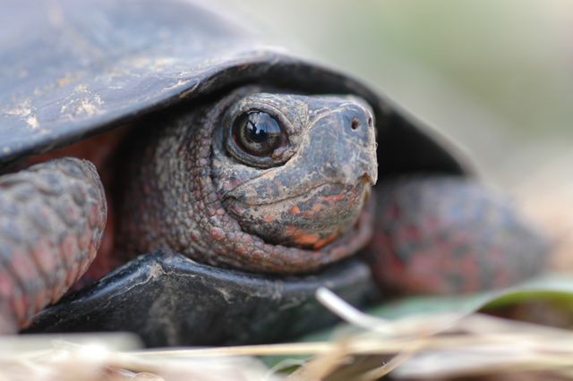 George Gress: Nature’s Renaissance Man | The Nature Conservancy