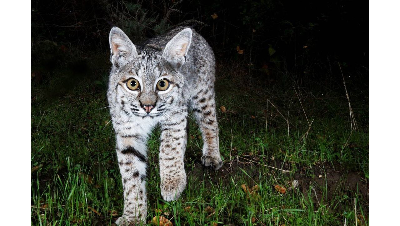 Live Wildlife Cameras and Trail Cams | The Nature Conservancy