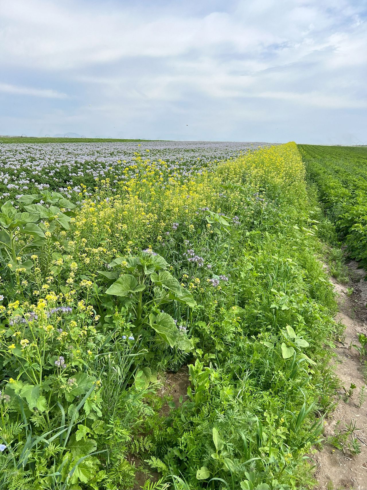 Nature Podcasts for All | The Nature Conservancy in Colorado