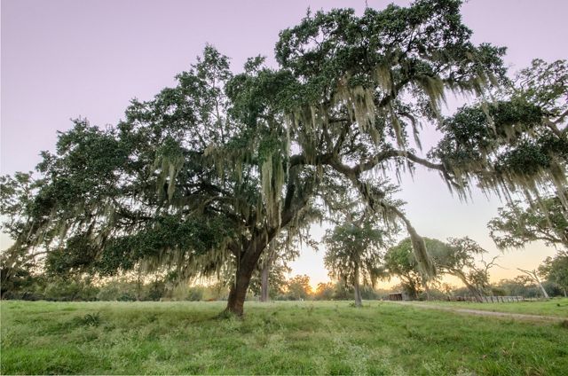 Brazos Woods Preserve | The Nature Conservancy