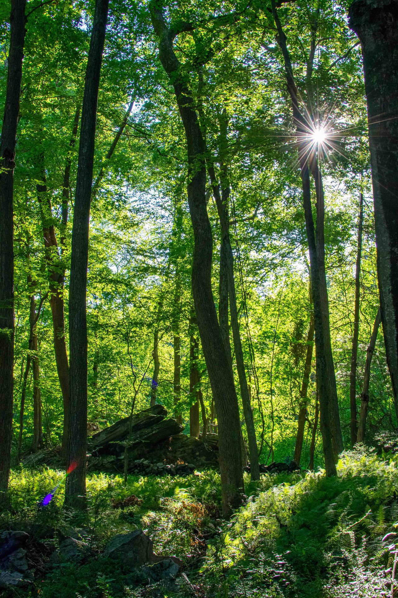Arthur W. Butler Memorial Sanctuary | The Nature Conservancy