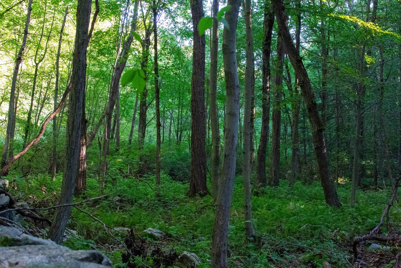 Arthur W. Butler Memorial Sanctuary | The Nature Conservancy