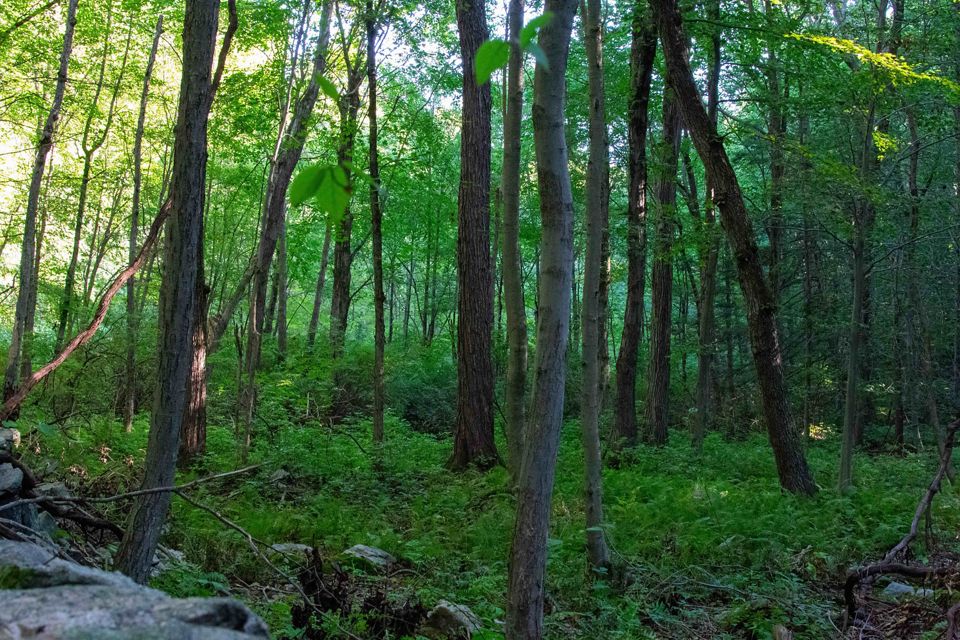 Arthur W. Butler Memorial Sanctuary | The Nature Conservancy