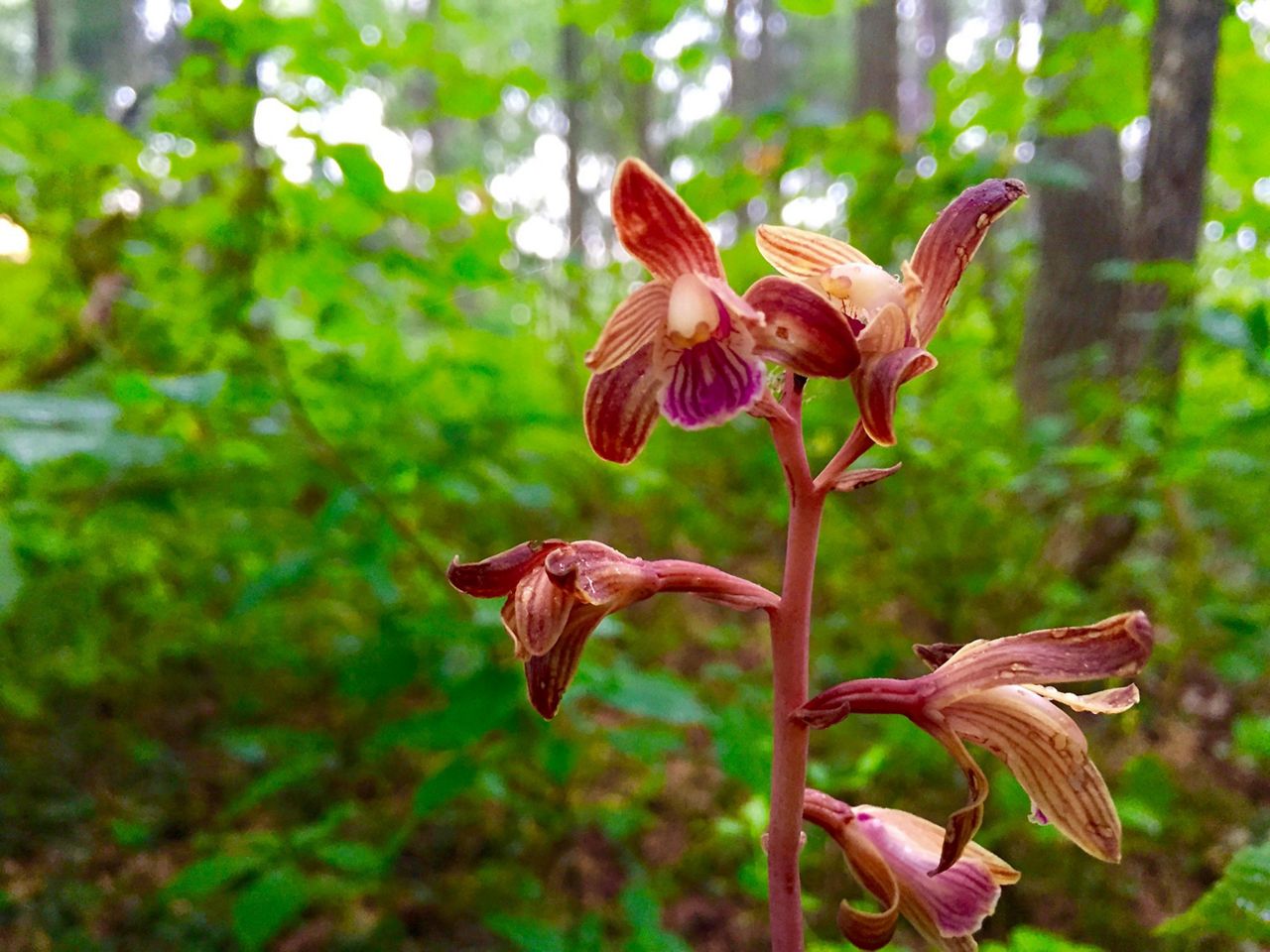 Protecting Native Plants in Ohio | The Nature Conservancy