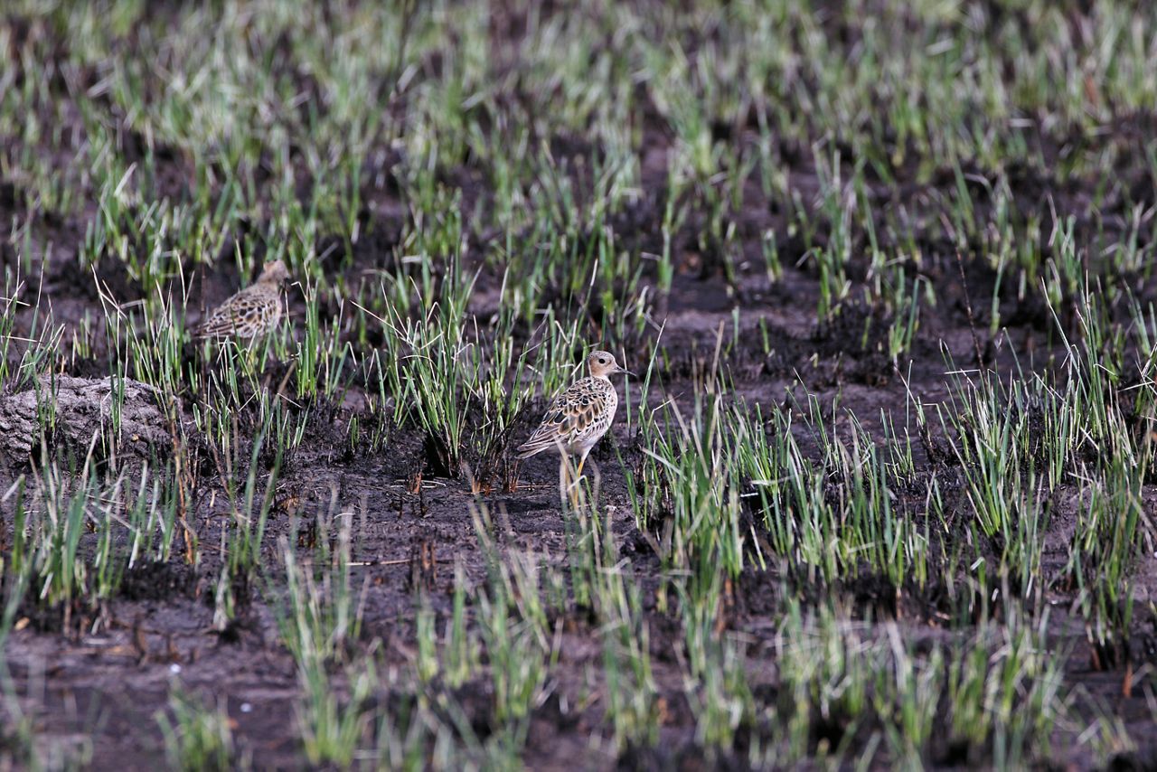 Mad Island Marsh Preserve | The Nature Conservancy