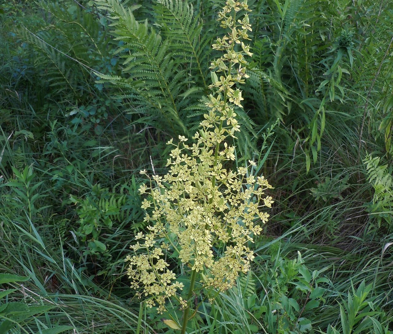 J. Arthur Herrick Fen Preserve | The Nature Conservancy