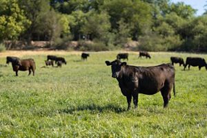 Sustainable Beef | The Nature Conservancy