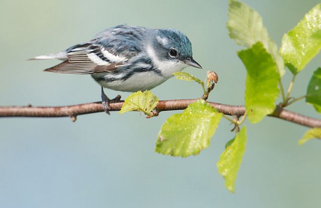 Ohio Migratory Birds | The Nature Conservancy