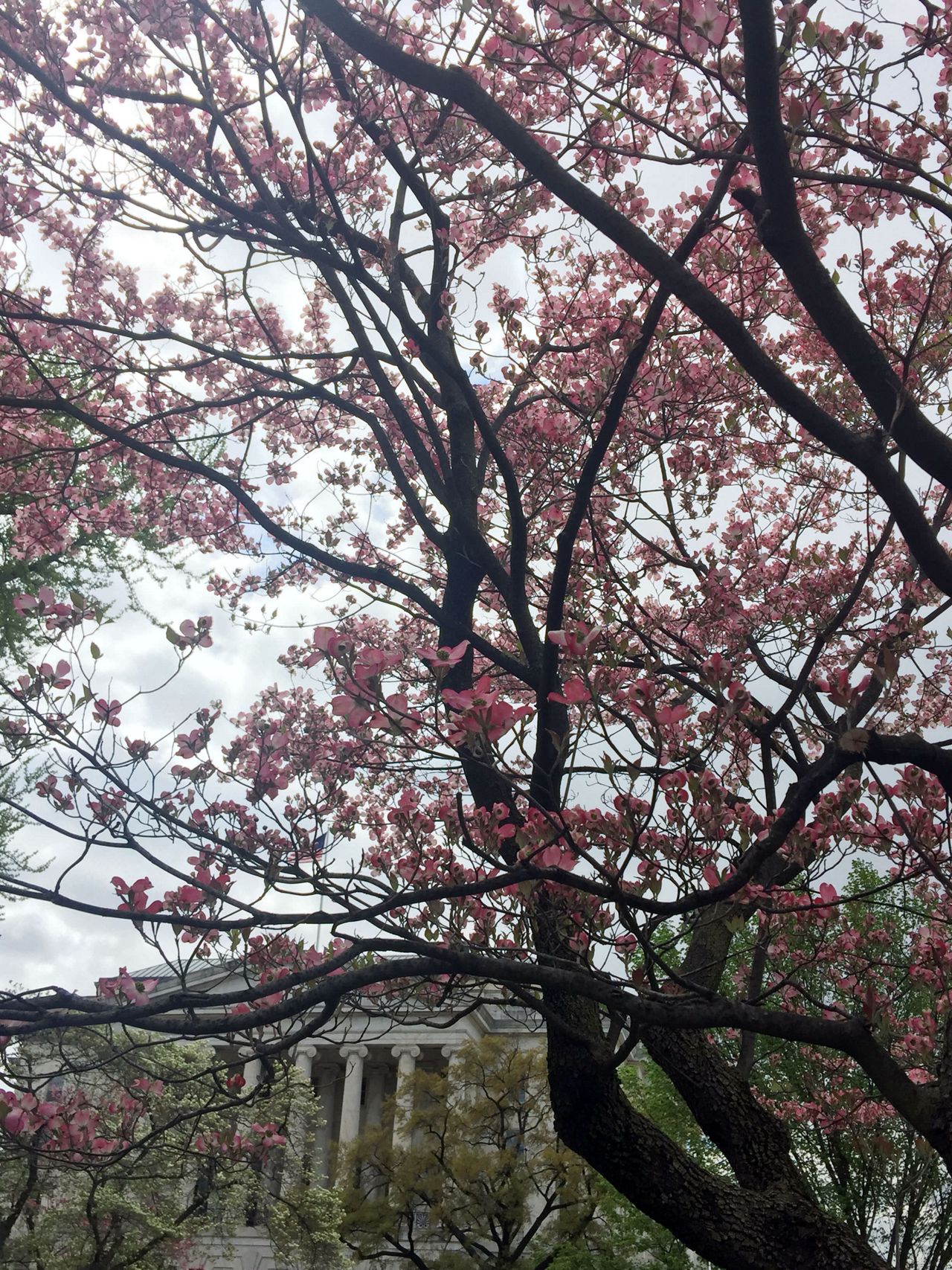 City Nature Challenge Maryland/DC | The Nature Conservancy