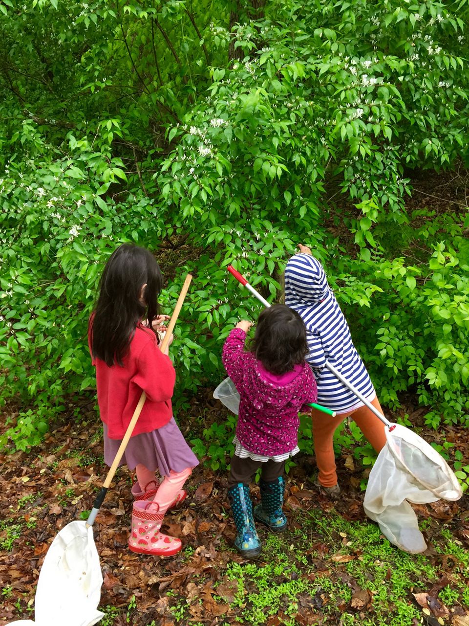 City Nature Challenge Maryland/DC | The Nature Conservancy