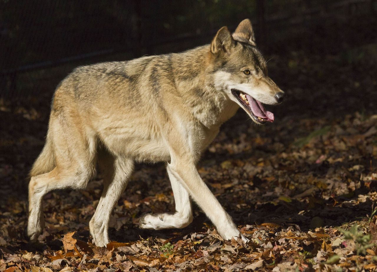 Keystone Ancient Forest Preserve | TNC