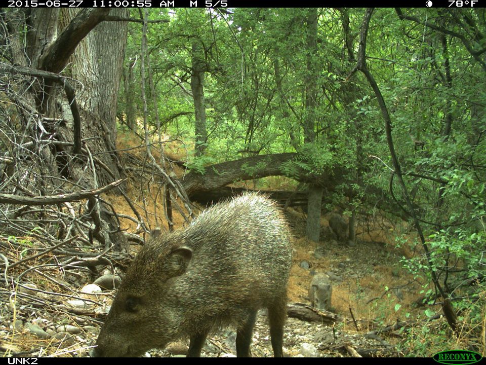 Live Wildlife Cameras and Trail Cams | The Nature Conservancy