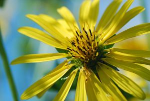 Copenhagen Hills Preserve