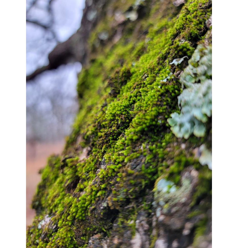 Crosstimbers Nature Preserve