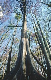 The Nature Conservancy's William B. Clark Conservation Area