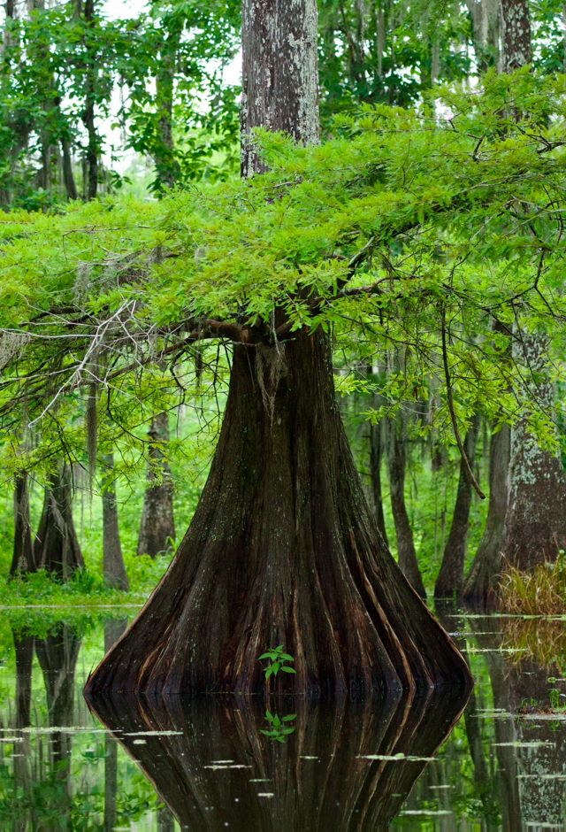 The Nature Conservancy's Cypress Island Preserve