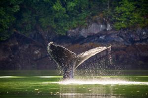 Conserving at Scale | Nature United