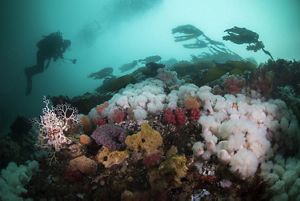 Action Plan for Great Bear Sea
